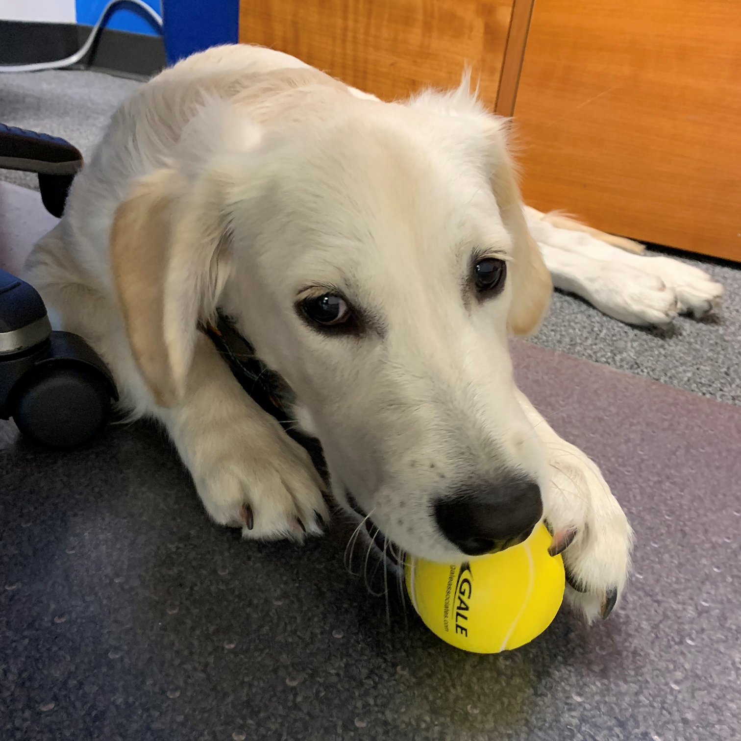 Working at Gale - Gale Associates